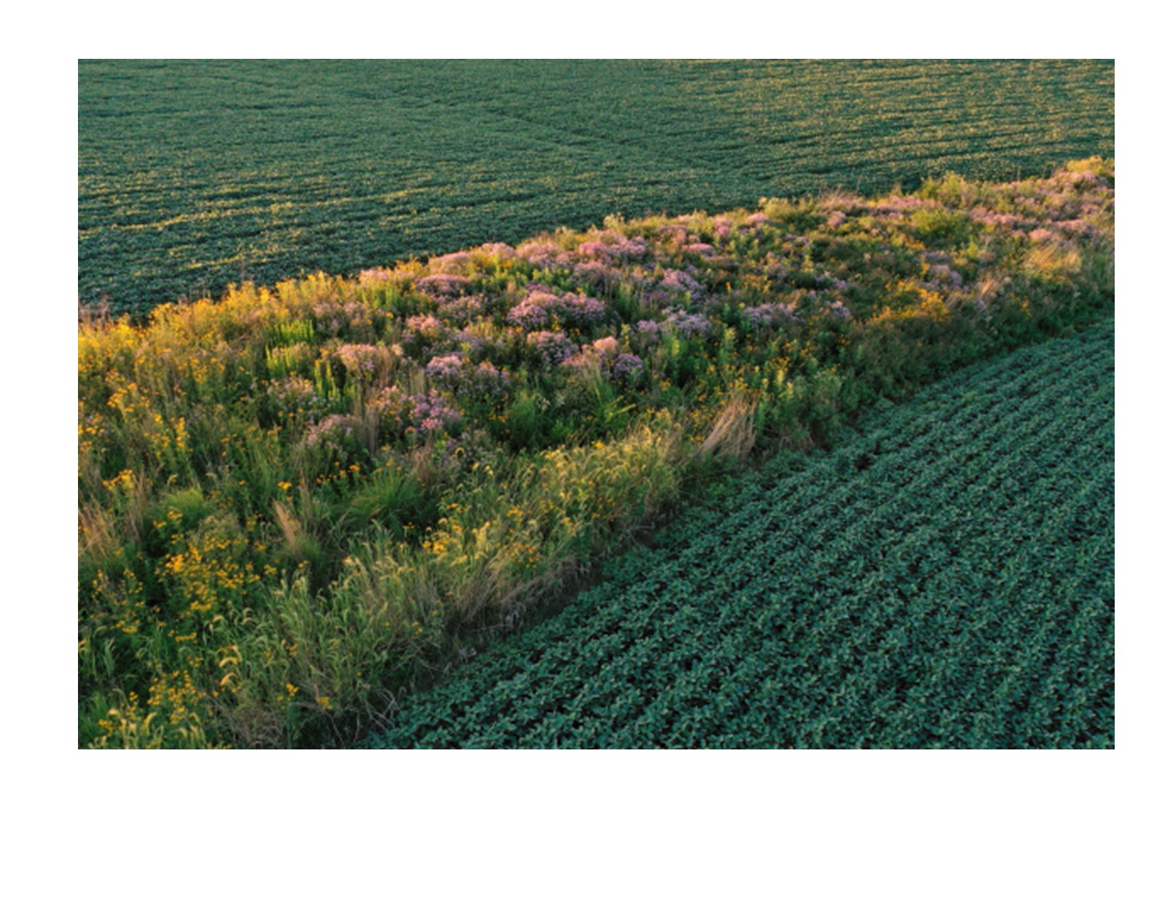Prairie Strips in Iowa Farms | Des Moines Public Library