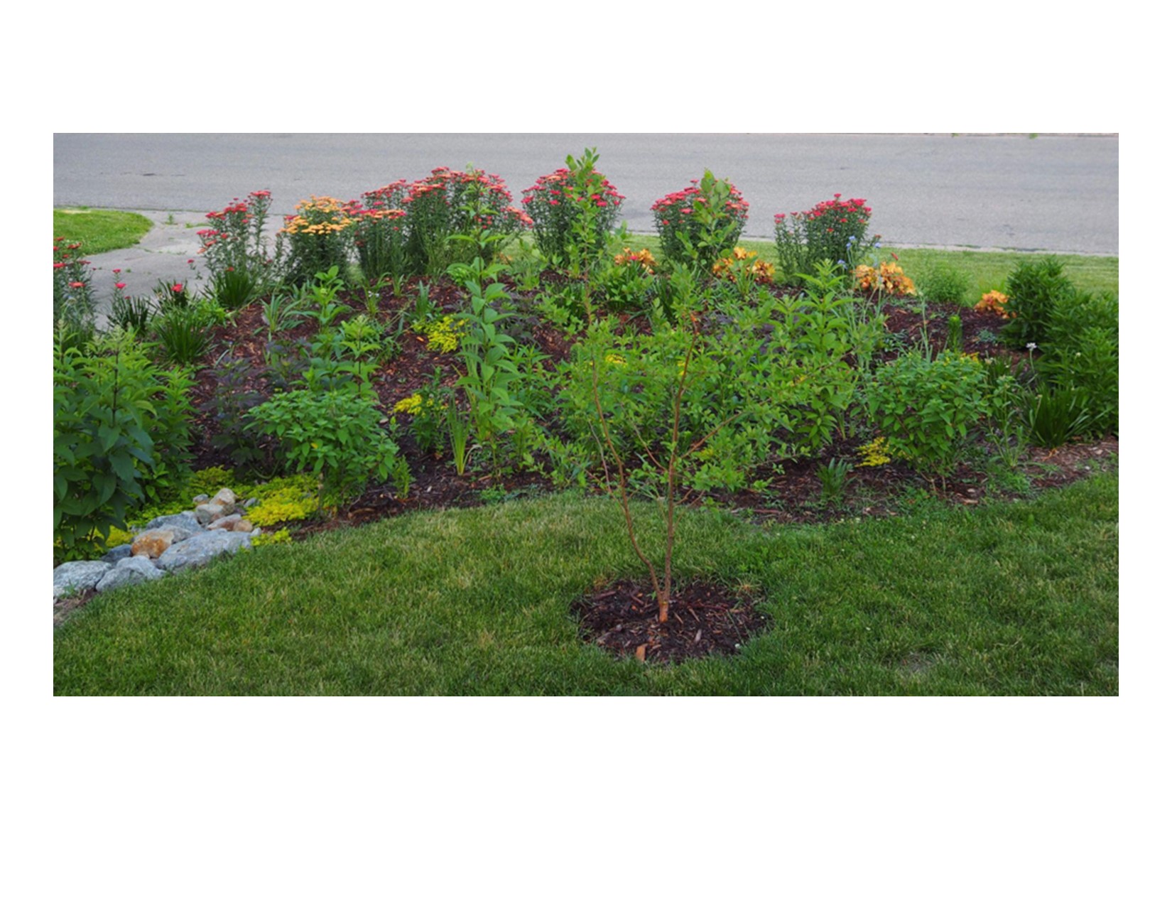 Raingardens with Lexi Young | Des Moines Public Library